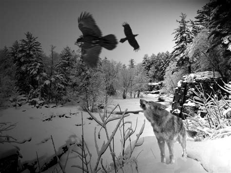 White Wolf Wolves And Ravens A Fascinating Relationship Photos