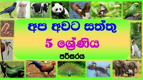 අප අවට සත්තු 5 ශ්‍රේණිය පරිසරය Apa Awata Saththu Grade 5 Scholarship Environment Guruthumi