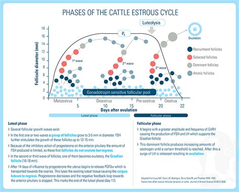 Estrus Cycle In Cows
