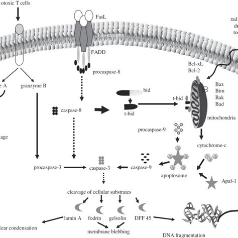 The Apoptotic Pathways Cartoon Showing Primary Apoptotic Pathways