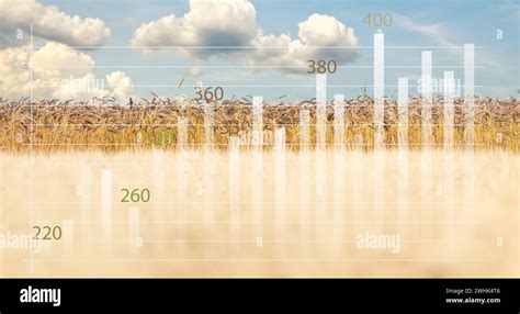 Rising Global Grain And Wheat And Flour Prices Crisis Analytics Data And Growth Graphs Stock