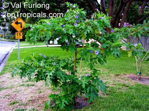 Solanum Macranthum Giant Potato Tree Top Tropicals Plant Encyclopedia