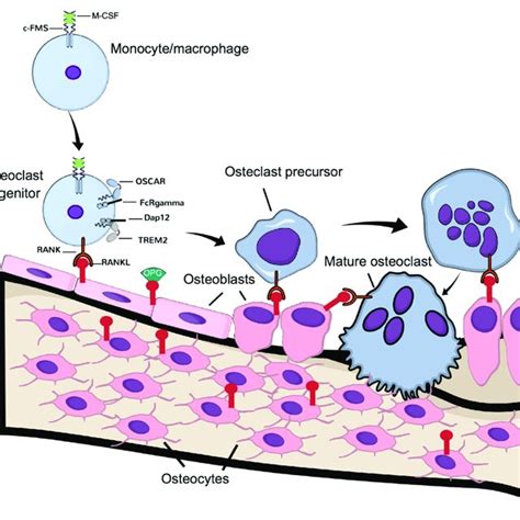 Physiological Osteoclast Differentiation Osteoclast Progenitors