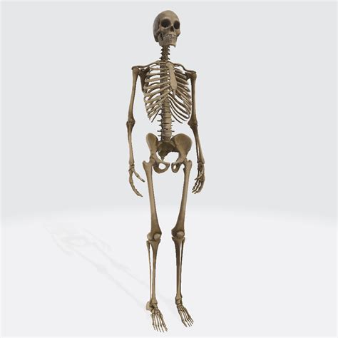 Human Skeleton 3d Model Free Glb Download Get3dmodels