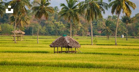 Brown Nipa Hut On Green Grass Field During Daytime Photo Free India