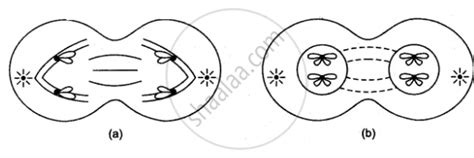 Describe The Structure Of Sex Chromosomes With The Help Of Labelled Diagram Biology