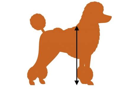 How To Measure The Size Of A Poodle Step By Step