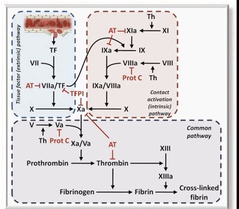 Haematology Essay 17 Classification Of Bleeding Disorders Dic