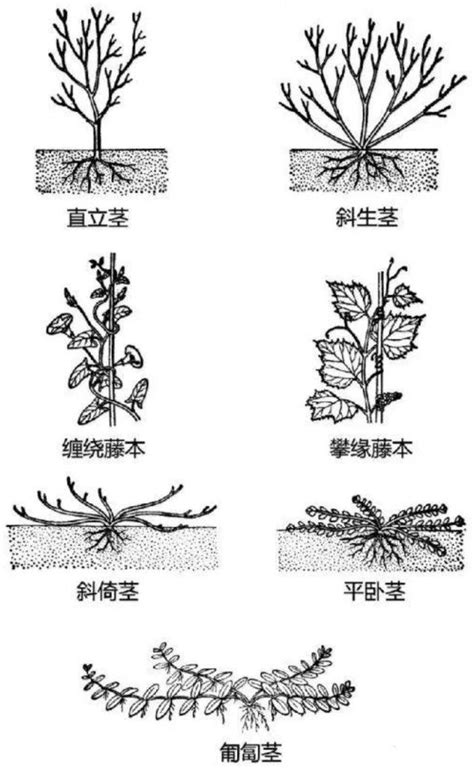 植物的葉根莖花果分類圖譜 每日頭條