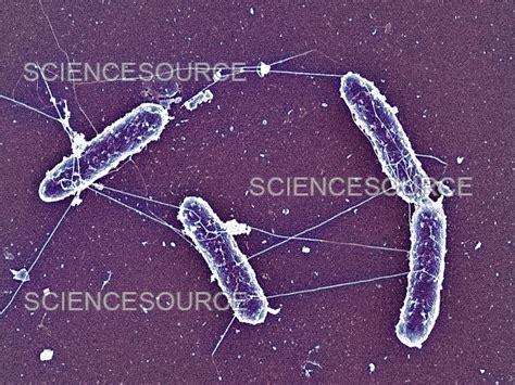 Salmonella Enteritidis