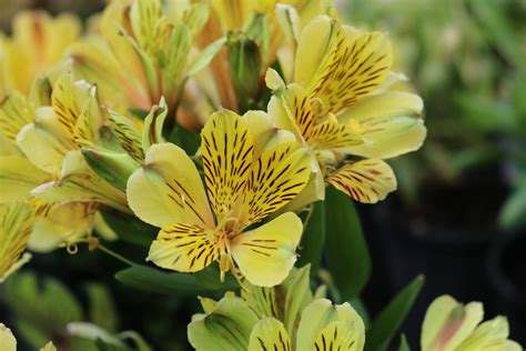 Alstroemeria Inca Rio Dwarf The Naked Gardener