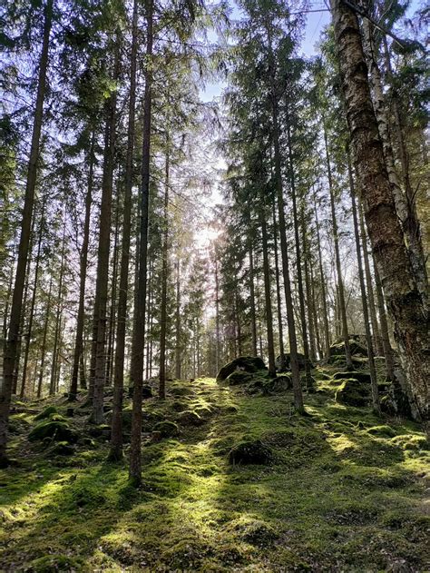 숲속의 나무 사이로 햇살이 빛난다 사진 Unsplash의 무료 태양 숲 이미지