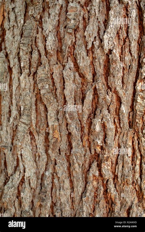 Background Texture Of Tree Bark Skin The Bark Of A Tree That Traces Cracking Stock Photo Alamy