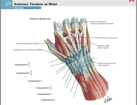 Second Extensor Compartment Release At Jordan Arida Blog