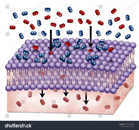 Diagram Selective Permeability Materials Through Cell Stock