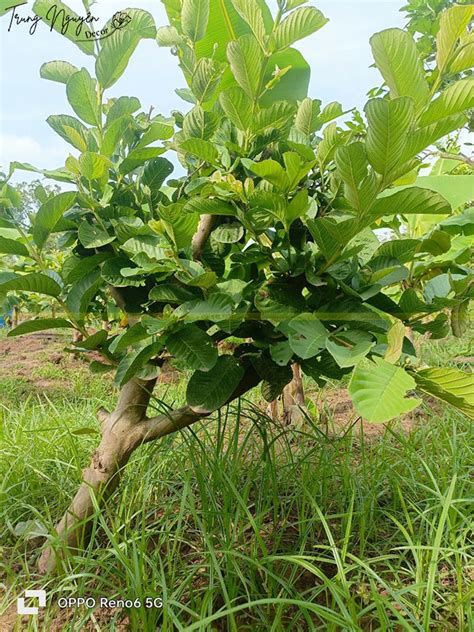 Cây ổi Ruby ổi Đài Loan Đặc điểm Công Dụng Và Cách Trồng ổi Ruby Sai Quả