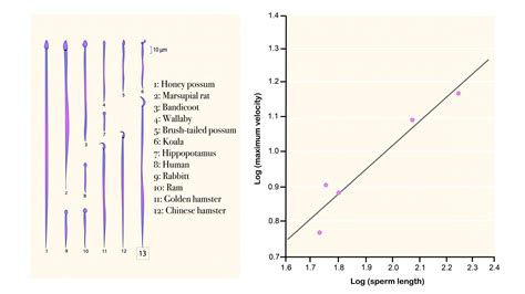 Post Copulatory Sexual Selection Introductory Biology Evolutionary And Ecological Perspectives
