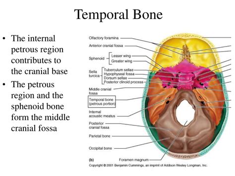 PPT Skeletal System PowerPoint Presentation Free Download ID 6696887
