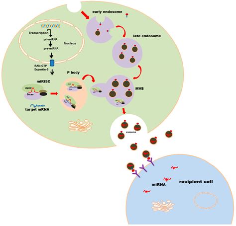 Exosomes As Mirna Carriers Formationfunctionfuture