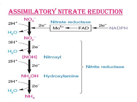 Ppt Nitrogen Metabolism Fixation Powerpoint Presentation Free Download Id 3721303