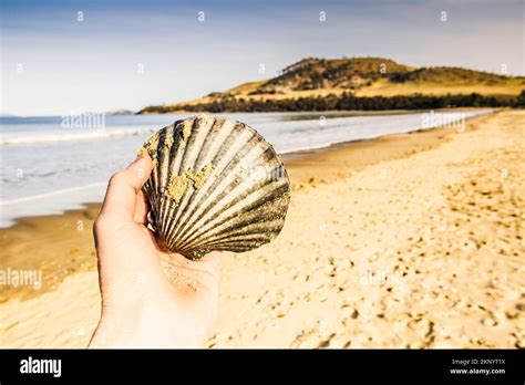 Tasmanian Scallop On Shell Hi Res Stock Photography And Images Alamy