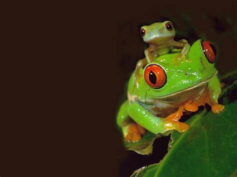 Tree Frog Wallpapers Top Free Tree Frog Backgrounds WallpaperAccess