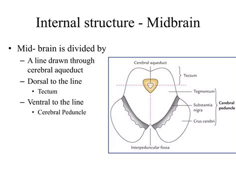 Midbrain Pdf