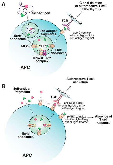 Mhc Class Ii Presentation In Autoimmunity