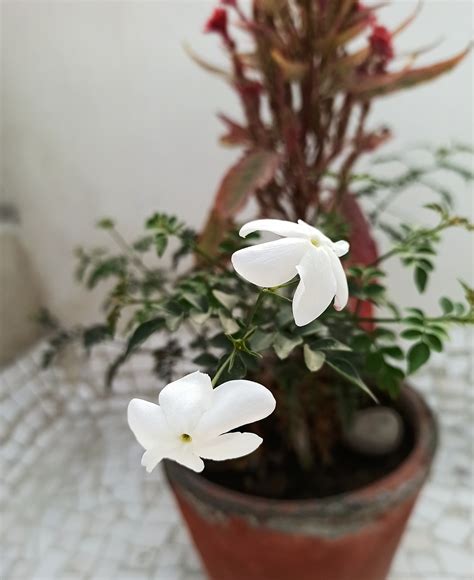 Kostenlose Chamelier Und Chameli Bilder Pixabay