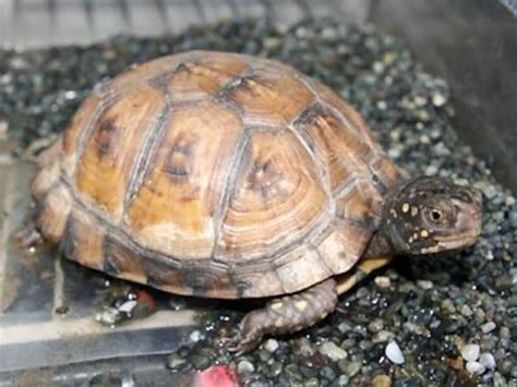 ガルフコーストハコガメは飼育しやすい 基本情報と飼育方法 爬虫類両生類 All About
