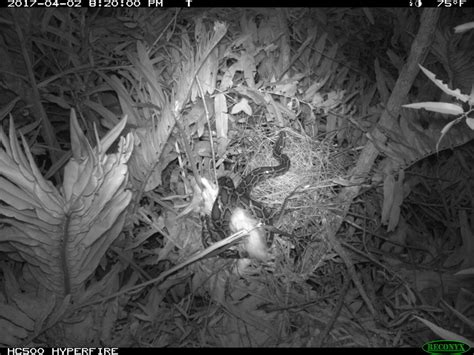 Python P1 Documented 2 April 2017 Constricting Two Great Egret