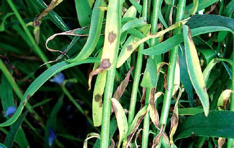 Linseed Diseases Flashcards Quizlet