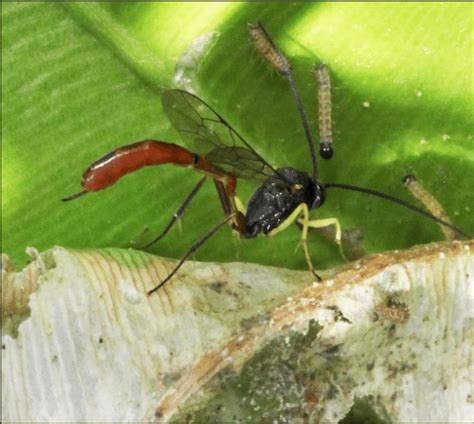 Parasitoid Wasp Charops Spinitarsis Attacking Juvenile 3 Rd Instar Download Scientific