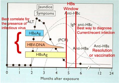 Viral Hepatitis Flashcards Quizlet Viral Hepatitis Flashcards Quizlet