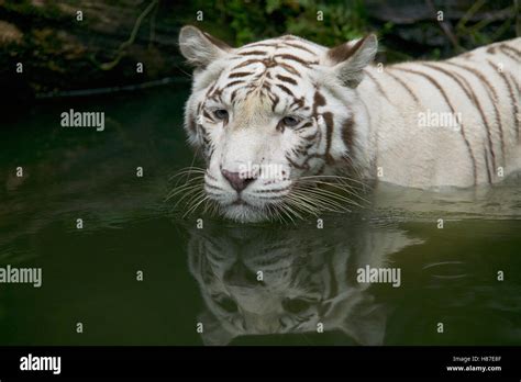Bengal Tiger Panthera Tigris Tigris White Adult Wading Through Water Native To Asia Stock