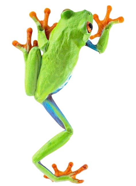 Frog PNG 4 PNG All