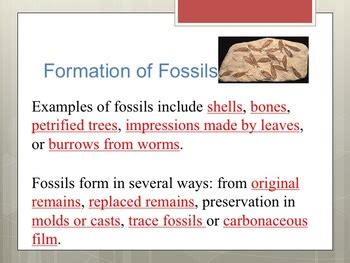 Fossils PPT With Babe Notes By Science Supernova TpT
