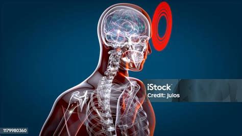 인간과 뇌 엑스레이 인간의 해부학 3d 일러스트 3차원 형태에 대한 스톡 사진 및 기타 이미지 3차원 형태 감각 지각 개념 Istock