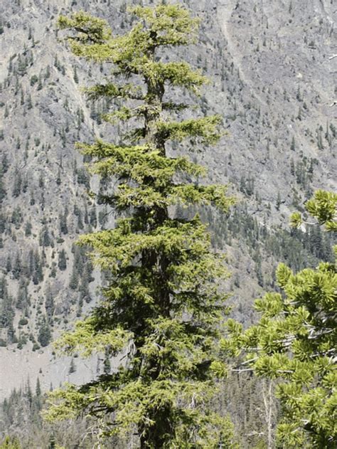 Trees That Dont Shade Leaves In Winter News LIVE