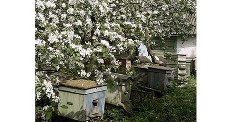 За начинаещи пчелари при захлаждане восъкоотделянето намалява и дори спира Български Фермер