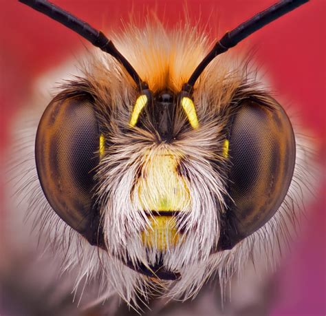 Отличная фотоподборка Macro №14 20 фото Картины художники фотографы на Nevsepic