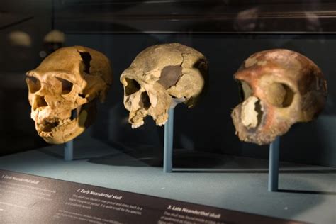 Did Sex Or Violence Kill The Neanderthals Popular Science