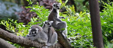 Top Ten Coolest Pollinators Lemur Connecting Communities To The Land