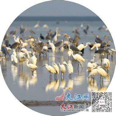 首批越冬灰鹤飞抵鄱阳湖图