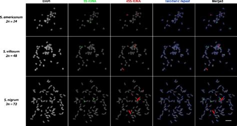 Chromosomal Distribution Of The 5s Rdna Green 45s Rdna Red And Download Scientific