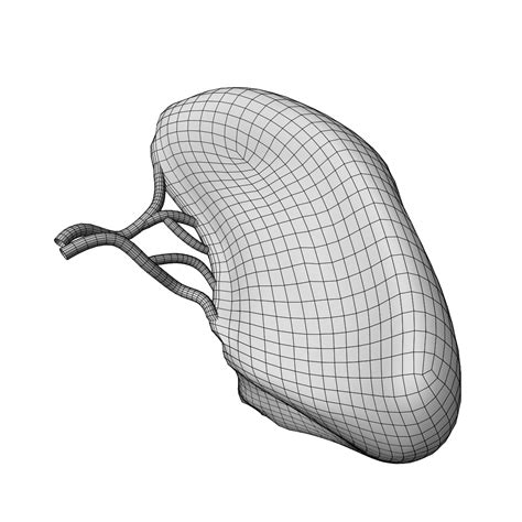 Human Spleen 3d Model Turbosquid 1521190