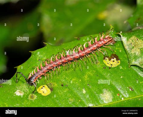 Shocking Pink Dragon Millipede Desmoxytes Purpurosea Also Known As