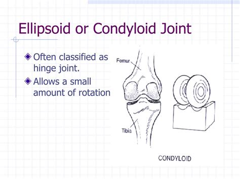 Condyloid Joint Vs Ellipsoid Joint At Ruben Williams Blog
