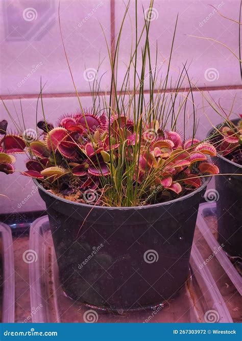 Light Laboratory Room With Beakers With Colourful Fluids Created Using Generative Ai Technology