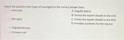 Solved Match The Question Item Neuron To The Correct